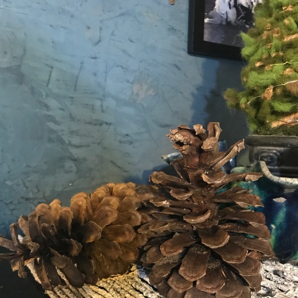 7-8" Jumbo Pine Cone, Large Pine Cone, Jumbo Pinecone, Large Pinecone ...