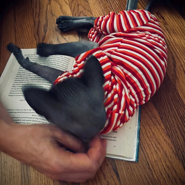 Clothes for Cats, Cat Bathrobe: Handmade Luxury for Your Feline Friend ...