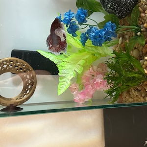 Large Hiding Ornament for Shrimp and Small Tropical Fish Fish Tank ...