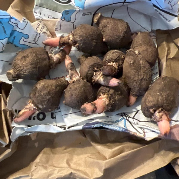 AMORPHOPHALLUS KONJAC Twenty Five (25) Bulbils - Voodoo Lily Bulb - Etsy