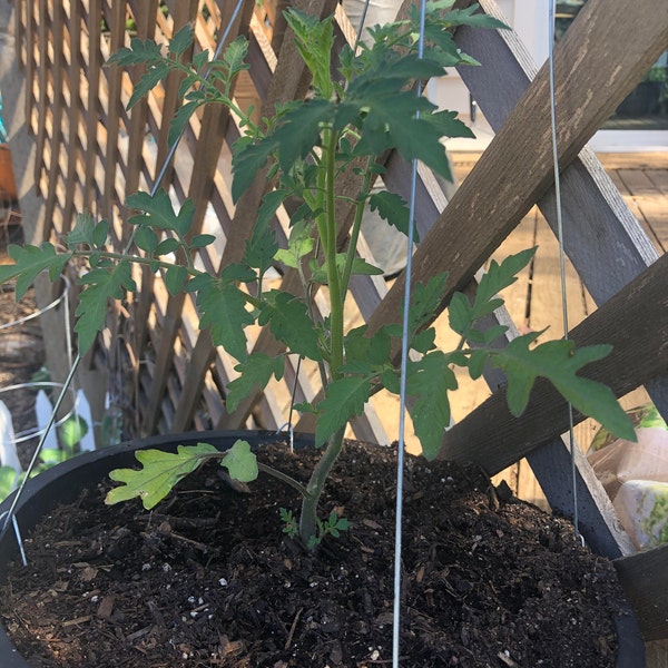 Little Tom Red or Yellow Tomato / 25 Seeds / NON GMO/ Open Pollinated ...