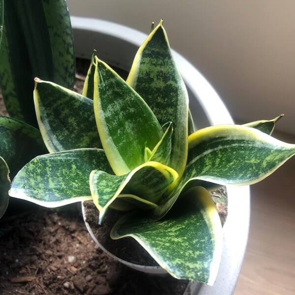 Calathea Burle Marx, Fishbone Prayer Plant, Unique and Easy to Care ...