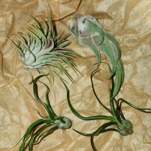 Tillandsia Bulbosa Alien Air Plant - Etsy