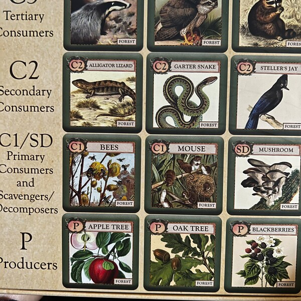 Ecologies Junior: Forest - Memory Game and Food Web Builder for Ages 4 ...