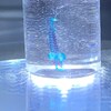 Diaphonized TADPOLE SKELLETON, XS Kawaii, Wet Specimen, Diaphonization ...