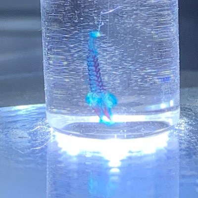 Diaphonized TADPOLE SKELLETON, XS Kawaii, Wet Specimen, Diaphonization ...