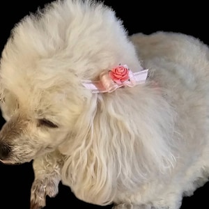 Petite Dog Bows,small Dog Hair Bows,pigtail Bows for Dogs,bows for ...