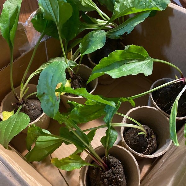 Colorful Camouflage/chinese Characters Lycra Nylon Spandex 4 Way ...