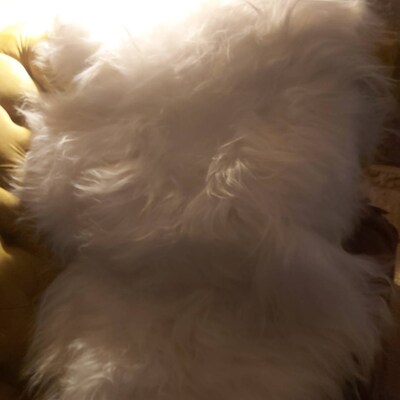 Giant Genuine Sheepskin Rug Red Color Soft Warm Wool Natural Area Rugs ...