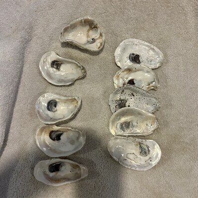 Large Oyster Shells From New England 45 Craft & Jewelry Making Supply ...