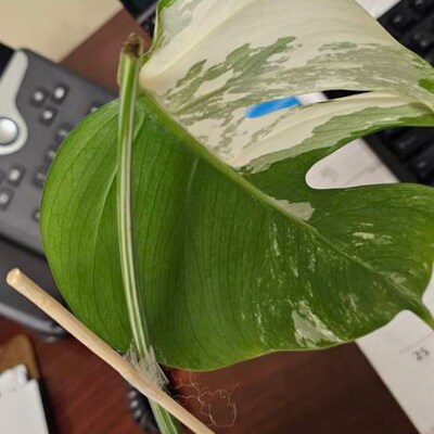 Albo Monstera Deliciosa Variegated white Tiger Kunzo Lineage USA Seller ...