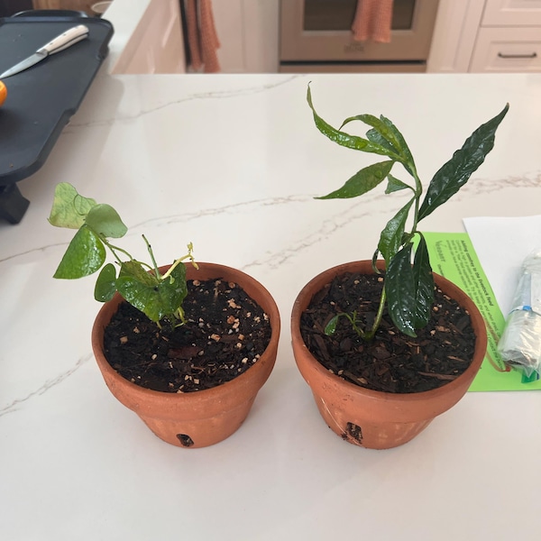 DANCING Rabbit~~aromi Deciduous Azalea Rhododendron~~well Rooted SMALL ...