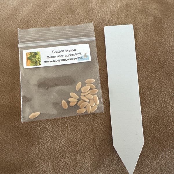 Yugoslavian Fingers (heirloom/c.pepo) Seeds: Semi-rare, White Finger ...