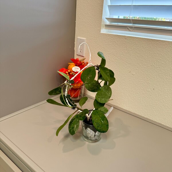 Hoya Mindorensis red Flowers - Etsy