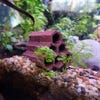 Aquarium and Terrarium Volcano Cave - Etsy