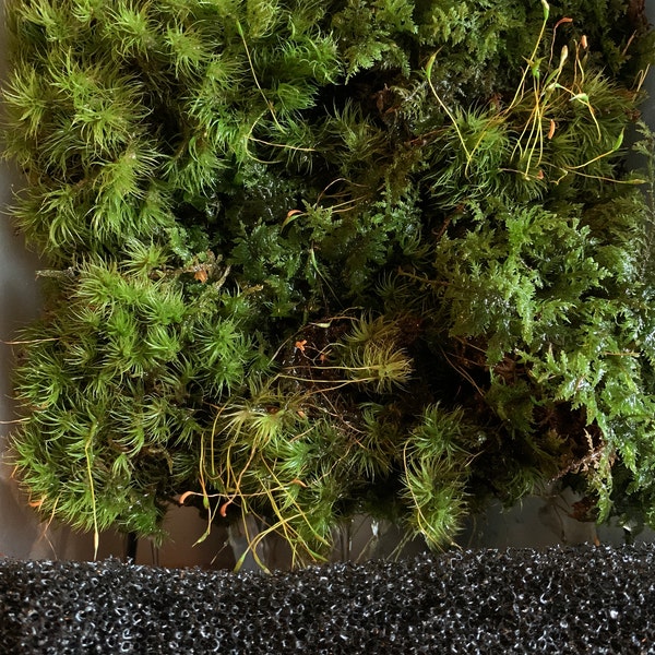 Live Frog Moss Mood Moss Pads - Dicranum for Terrarium or Vivarium ...