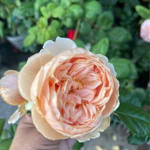 Masora マソラ 真宙 Japanese Rose Super Lovely Big Flowers Heat Resistance ...