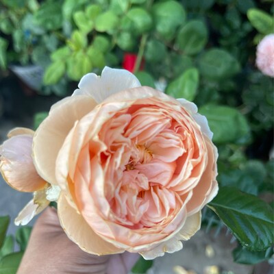 Masora マソラ 真宙 Japanese Rose Super Lovely Big Flowers Heat Resistance ...