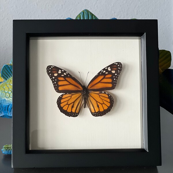 Real Framed Butterfly Monarch Butterfly Display 6x6 - Etsy