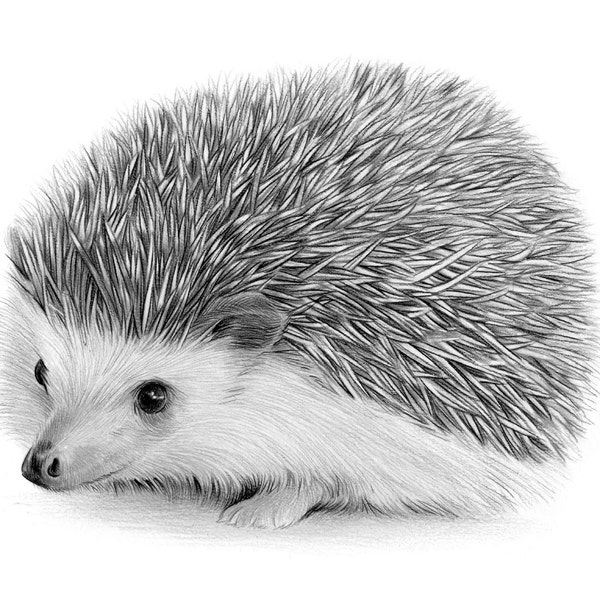 Digital Download - Pencil Drawing of a Young Hedgehog - Artwork by UK ...