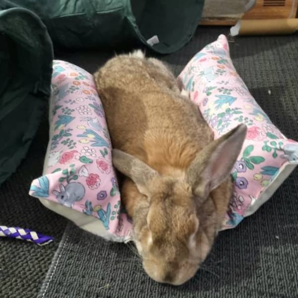 Zipped Spring Garden Bunny Rabbit Lounger Pillow Bed/ Cool Bed/ Rabbit ...