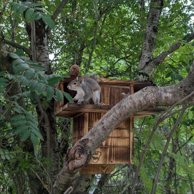 Flying Squirrel House, Northern Flying Squirrel House, Southern Flying ...