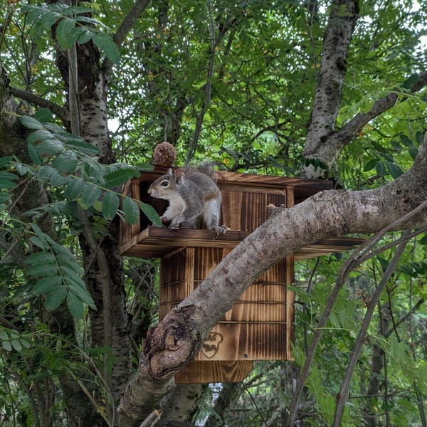 Squirrel House, Squirrel Nest Box, Wildlife Rehab Approved Squirrel Box ...