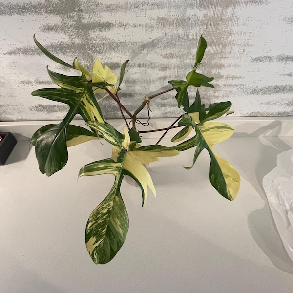 Scindapsus Jade Satin Mint Variegated Plant - Growers Choice - Etsy