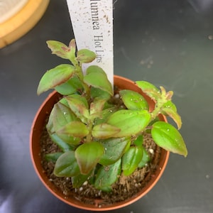 Hoya Irina Rare Hoya Hybrid Rooted Plant Shipped in - Etsy