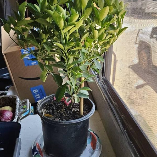 Strawberry Tree- 1 Gallon- 2 Feet Tall- Muntingia Calabura- Jamaican Cherry- Exotic Fruit Tree ...