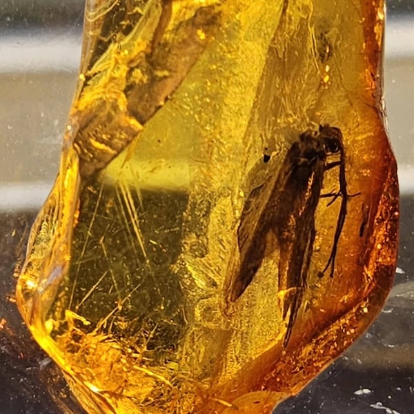Baltic Amber Inclusion 8705 Nice Flying Midges Swarm Chironomidae in ...