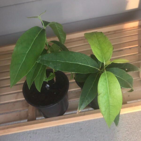 Live Dwarf Lemon Cypress, Cupressus Macrocarpa ‘goldcrest Wilma,’ Live ...