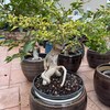 Mahara Deep Red Bougainvillea Bonsai .her Flowers Form in Clusters. - Etsy