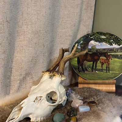 Beautiful AUTUMN European ROE DEER Skull With Bouquet of Flowers ...