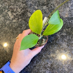 Hoya Kicki, Hoya Hybrid, Rooted Plant Shipped in 2.5 Pot. - Etsy