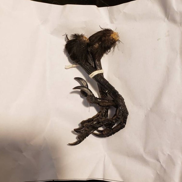 One Pair (2) Crow Feet Foot Talon Claws ~ Taxidermy Fetish Curio Bones ...