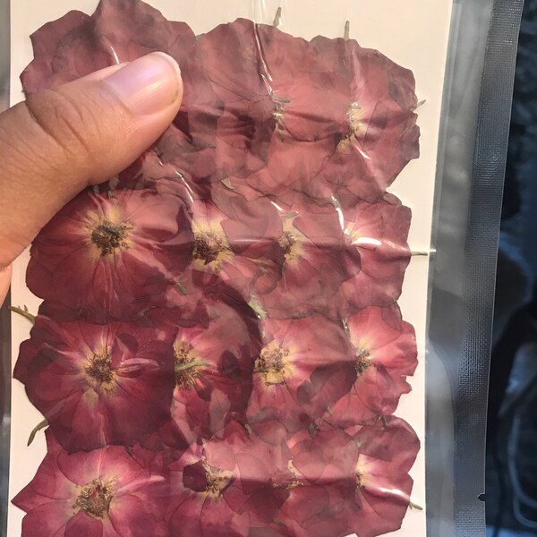 Real Dried Pressed Flowers Red Mini Rose - 16 Pieces - Etsy