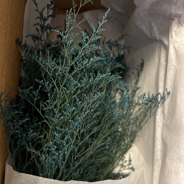 Blue Preserved Caspia; Preserved Caspia, Dried Flowers Bunch, Dried ...