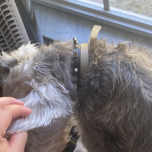 11.5 to 15.5 Inch Neck, Red Spike Dog Collar, Medium Dog or Large Puppy ...