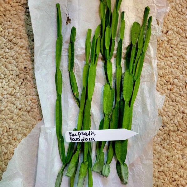 Rhipsalis Bacifera Ssp. Mauritiana ferrari 4 Unrooted Cuttings - Etsy