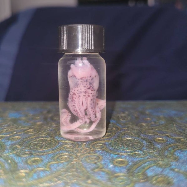 Real Cute PINK Cuttlefish in a Jar, Wet Specimen, Squid, Tentacles ...