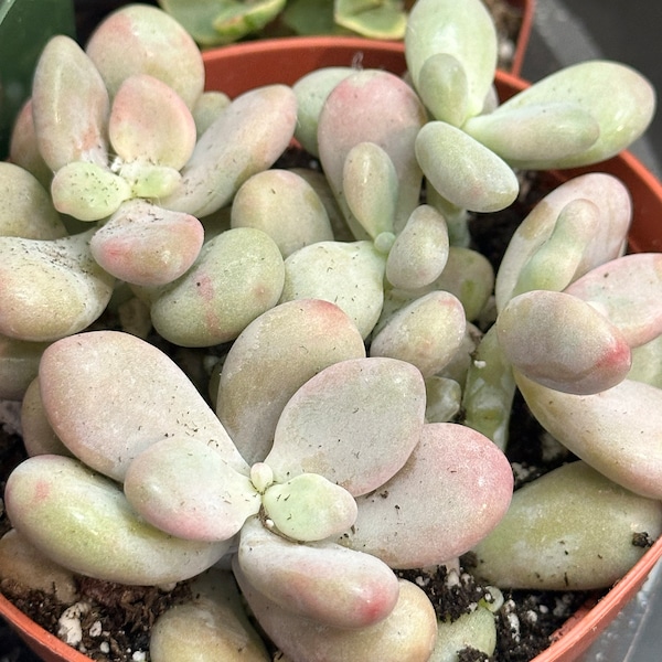 Rare Pink Moonstone Succulents, Pink Pebble Rosette Plants, Pachyphytum ...
