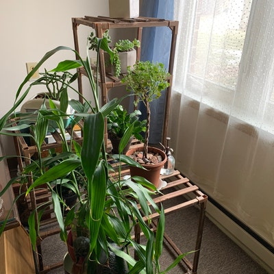 Scented Geranium Topiary Braid or Twist in a 6 Pot - Etsy