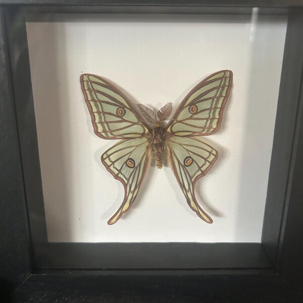 Large Red Jewel Scarab Beetle Framed Taxidermy - Chrysina Adelaida - Etsy