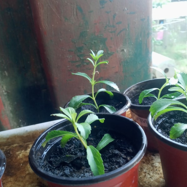 Egg Tree Seeds - Etsy