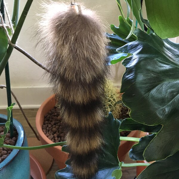 Raccoon Tails Raccoon Tail Keychain Taxidermy Keychain Raccoon Tail ...