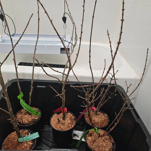 Mulberry (contorted Mulberry) - Etsy