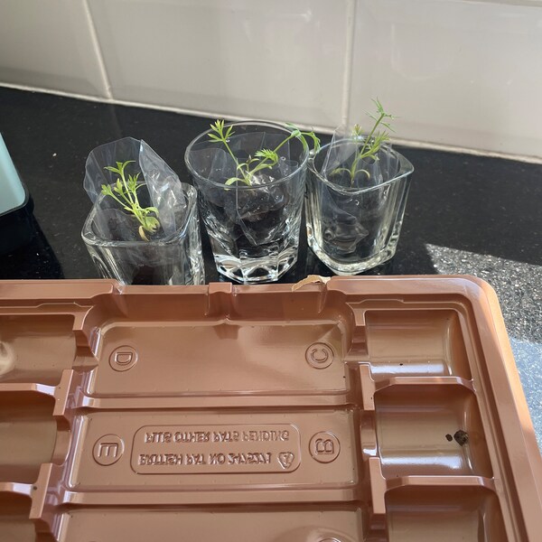 Lessing Feather Gass Stipa Lessingiana Ornamental Grass Plug Plant ...