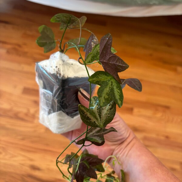 Schlumbergera / Variegated Christmas Cactus 'madame Butterfly' Plant - Etsy