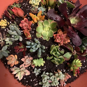 Live Succulent Arrangement in Two-tone Ceramic Bowl Succulent | Etsy